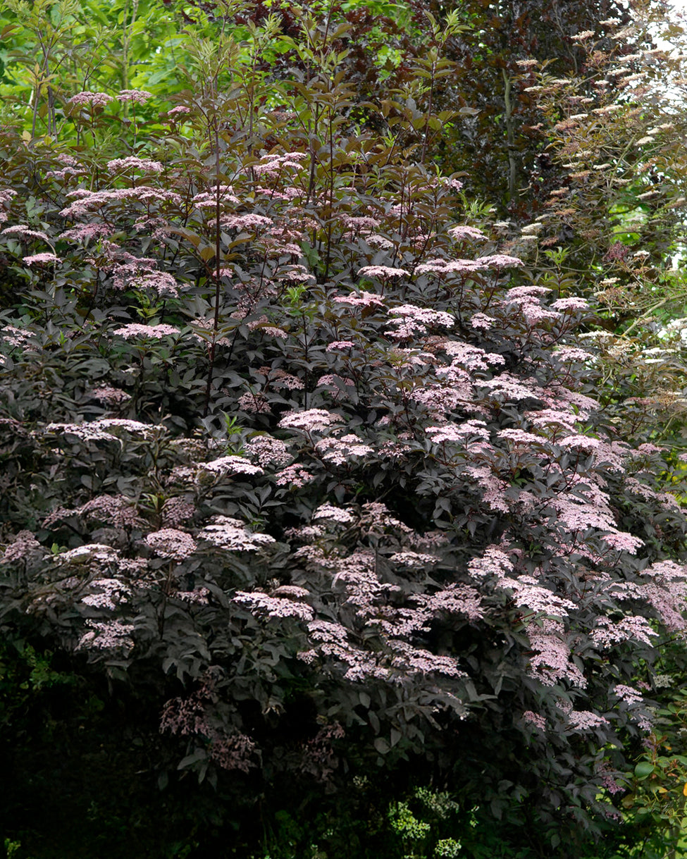 Sambucus nigra 'Black Beauty' bare roots — Buy Sambucus 'Gerda' online at Farmer Gracy UK