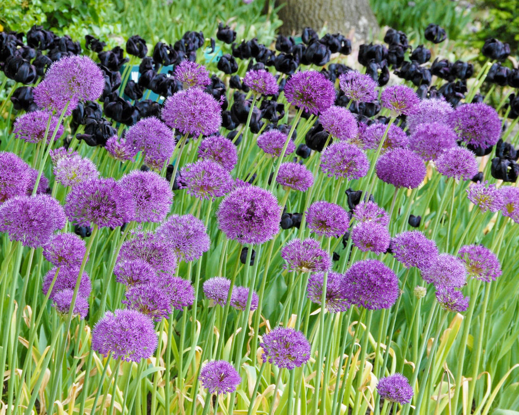 Allium Flower Bulbs - 5 Pack Perennial Purple Blooms For Garden ...