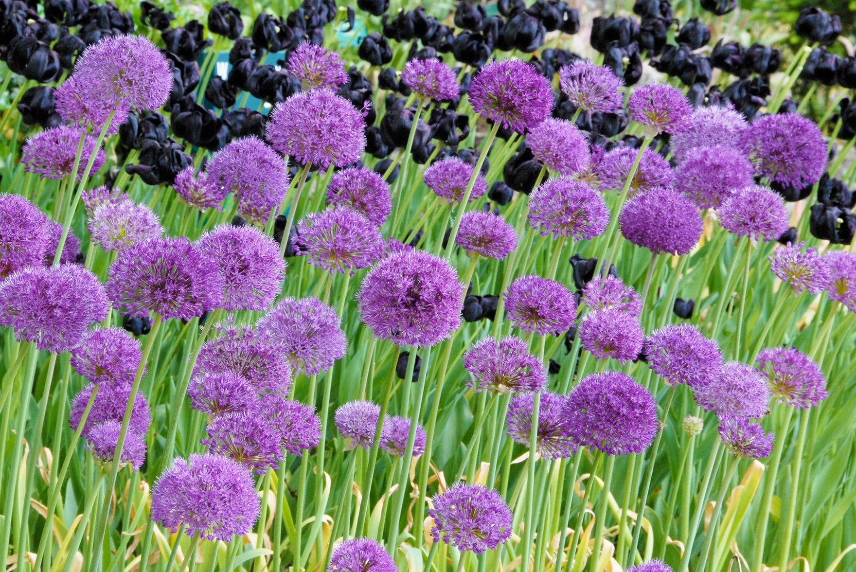 Allium planting instructions / How to plant Allium bulbs — Farmer Gracy