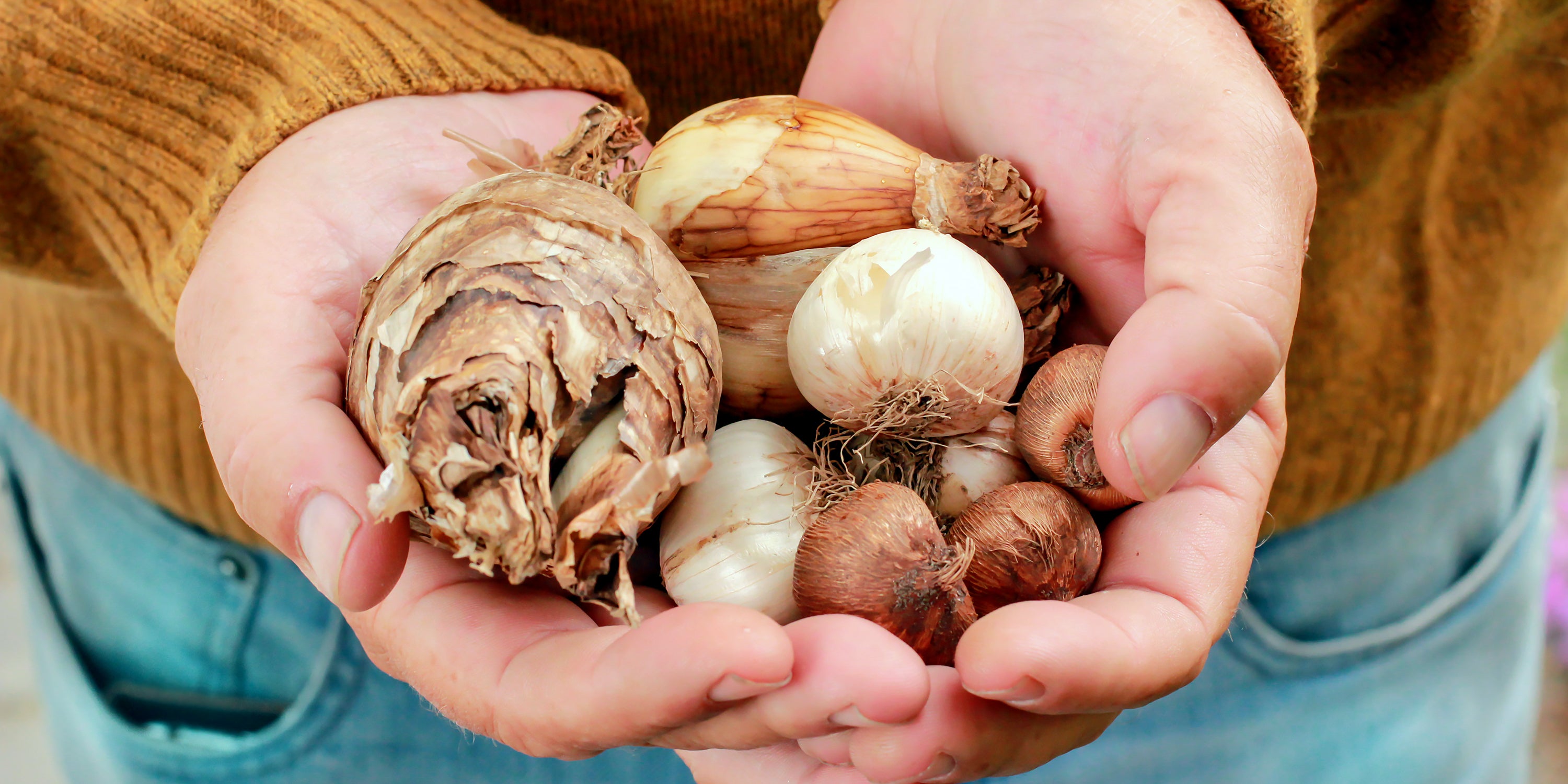 Bulbs, corms, tubers, or rhizomes? 🤷🏻‍♀️ These are the differences! | Farmer Gracy
