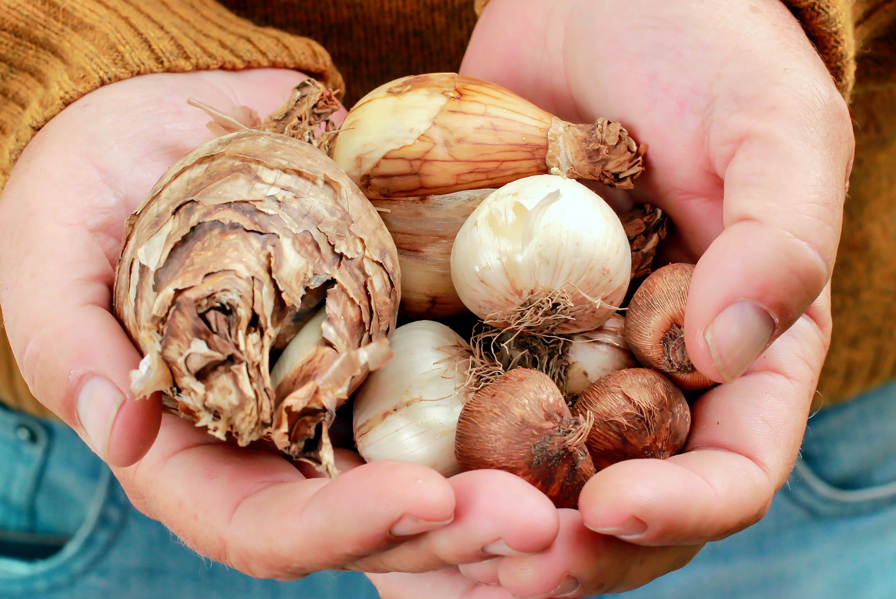 Bulbs, corms, tubers, or rhizomes? 🤷🏻‍♀️ These are the differences! | Farmer Gracy