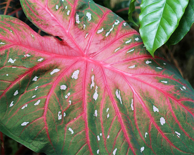 Caladiums! All about Caladium Bulbs — Farmer Gracy's Blog