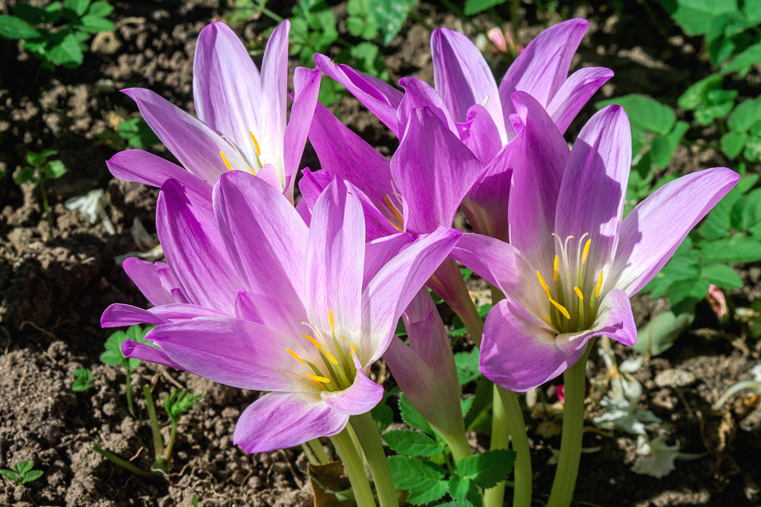 Colchicum planting instructions / How to plant Colchicum bulbs — Farmer ...