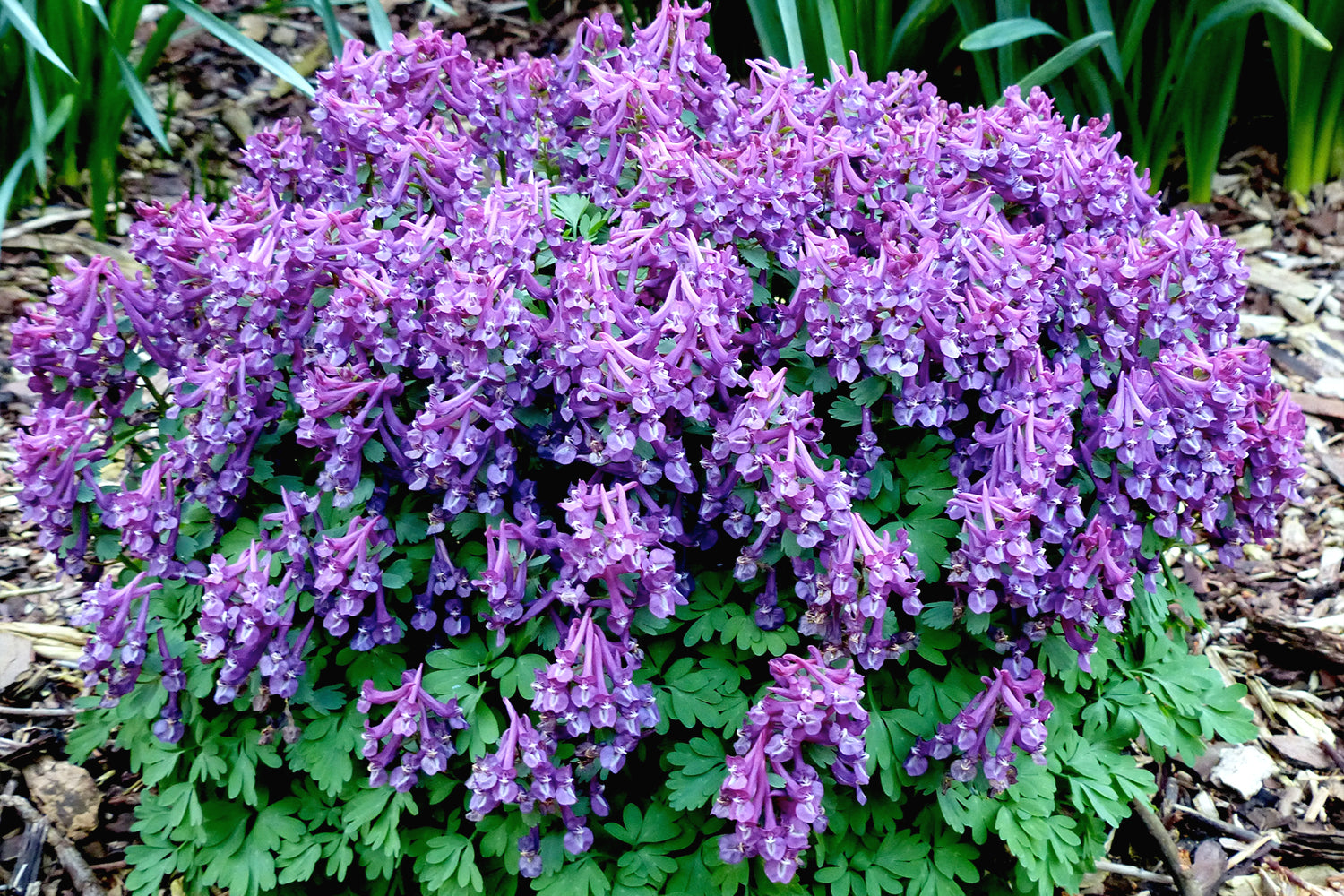 Corydalis planting instructions / How to plant Corydalis tubers ...