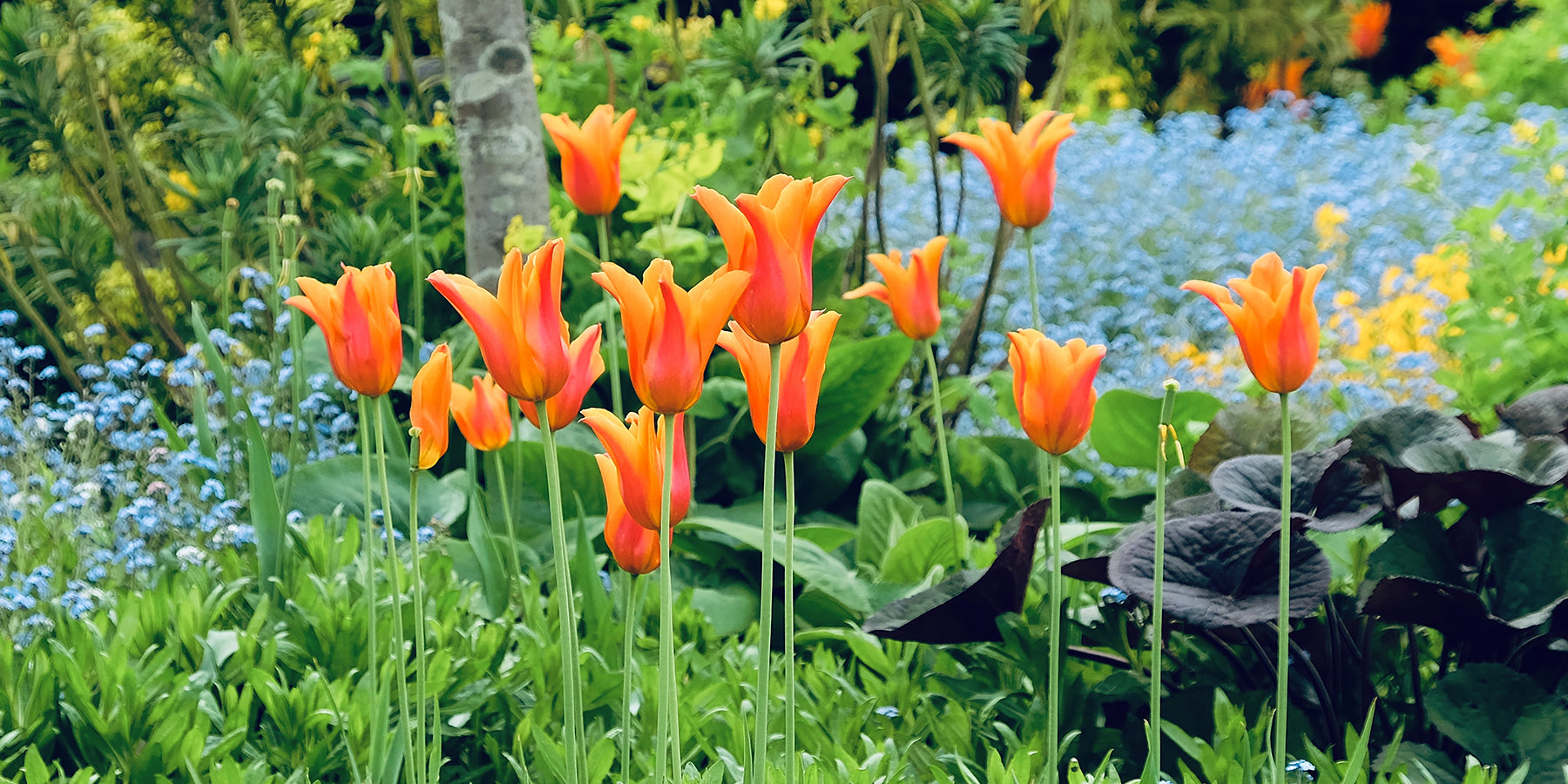 How to grow tulips in a British cottage garden 🌷 Farmer Gracy UK