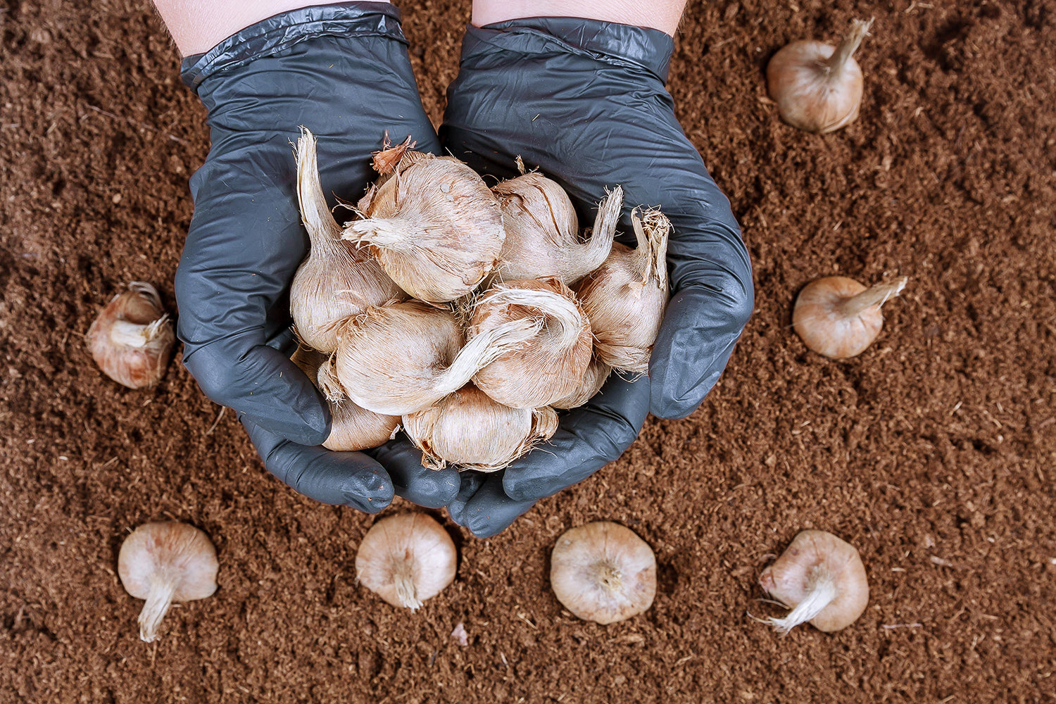 Crocus sativus planting instructions / How to plant Crocus sativus ...