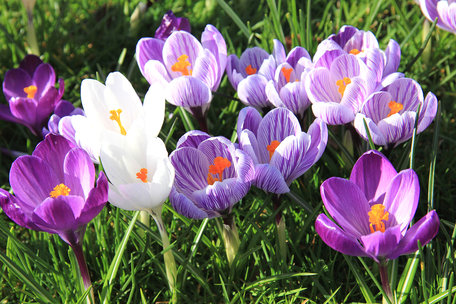Crocus planting instructions / How to plant Crocus bulbs — Farmer Gracy