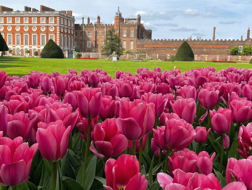 Buy Flower Bulbs online UK — Farmer Gracy UK