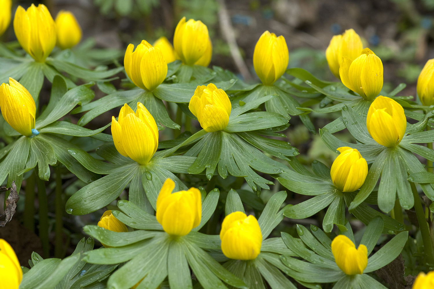 Eranthis planting instructions / How to plant Eranthis bulbs — Farmer Gracy