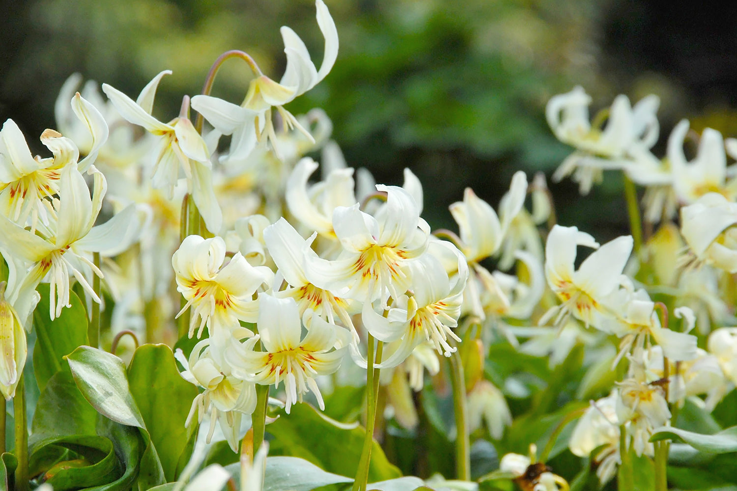 Erythronium planting instructions / How to plant Erythronium bulbs ...