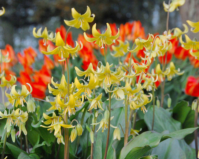 Erythroniums! All about Erythronium Bulbs - Farmer Gracy's Blog