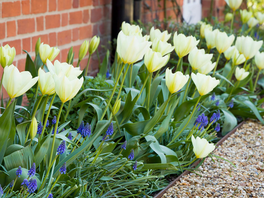 Buy Flower Bulbs online UK — Farmer Gracy UK
