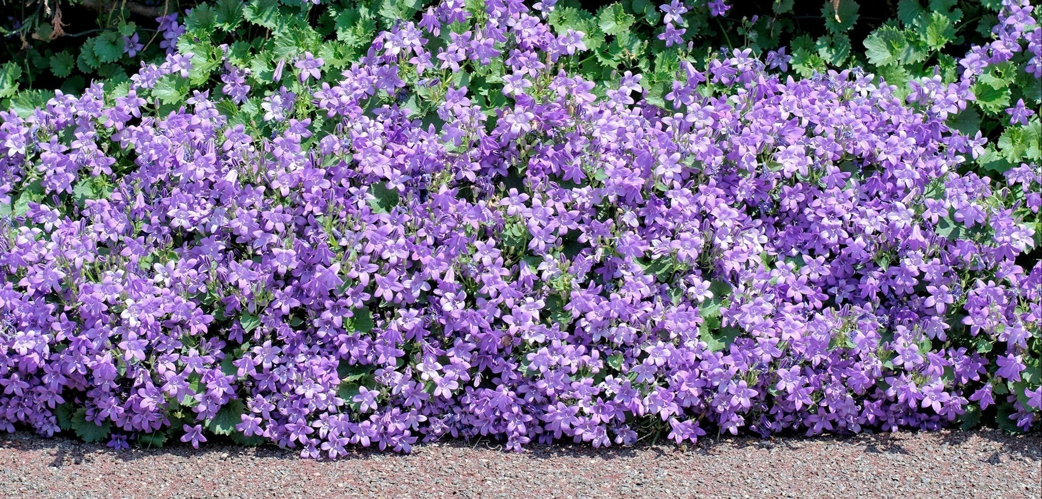 Top 10 ground cover plants for UK gardens — Farmer Gracy