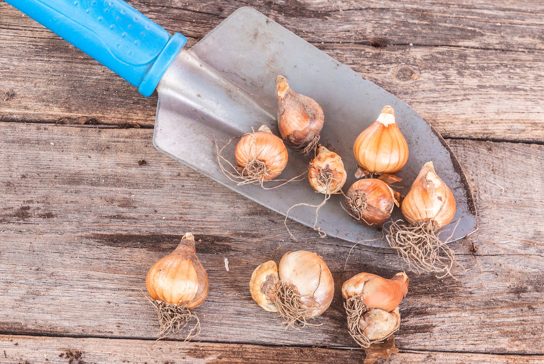 Galanthus planting instructions / How to plant Galanthus bulbs — Farmer ...