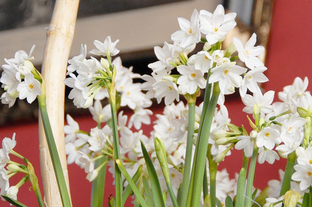 Best bulbs suitable for Indoor Forcing | Farmer Gracy