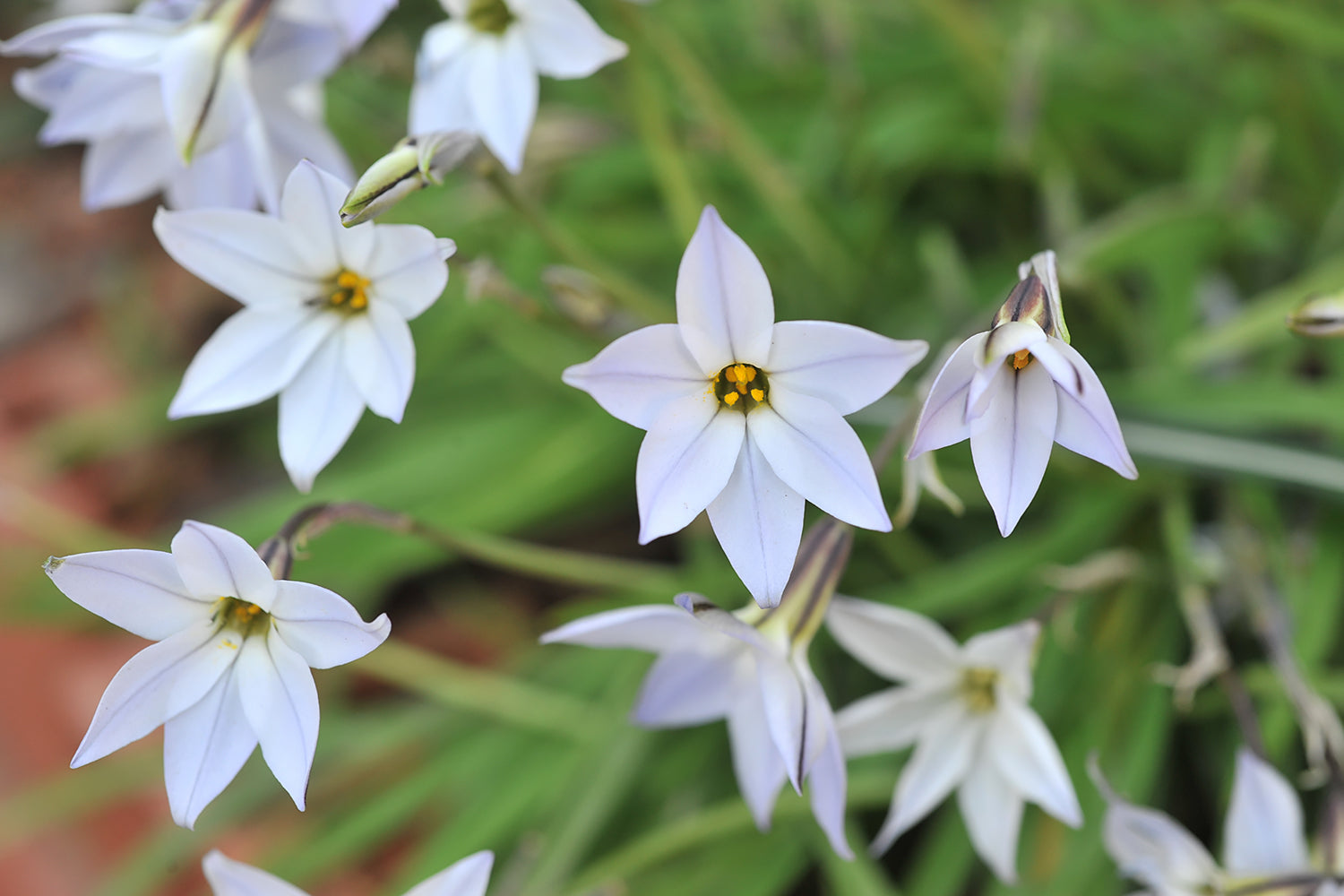 Ipheion planting instructions / How to plant Ipheion bulbs — Farmer Gracy