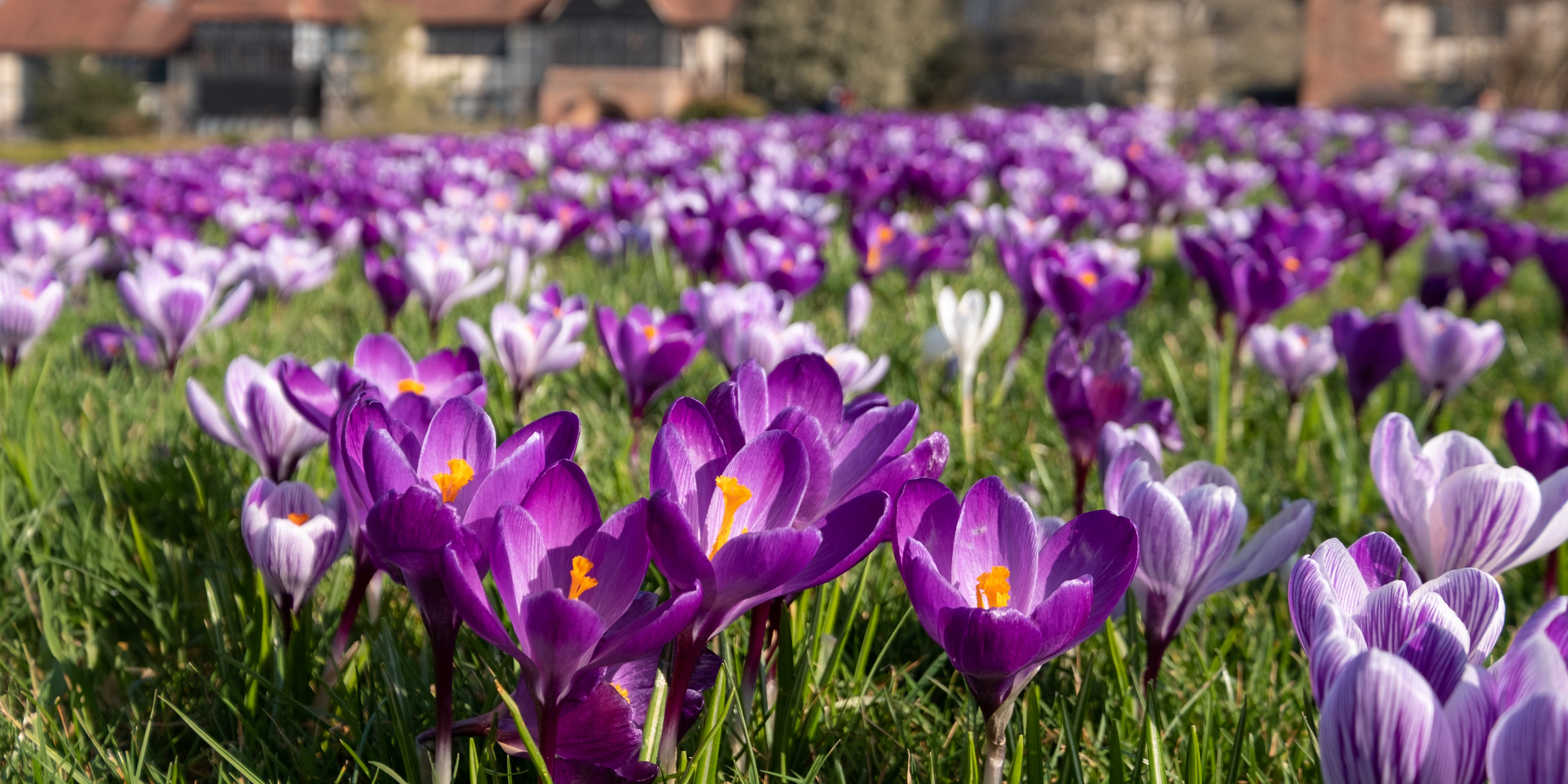 Planting and naturalising flower bulbs in grass 🌱 How-to guide | Farmer ...