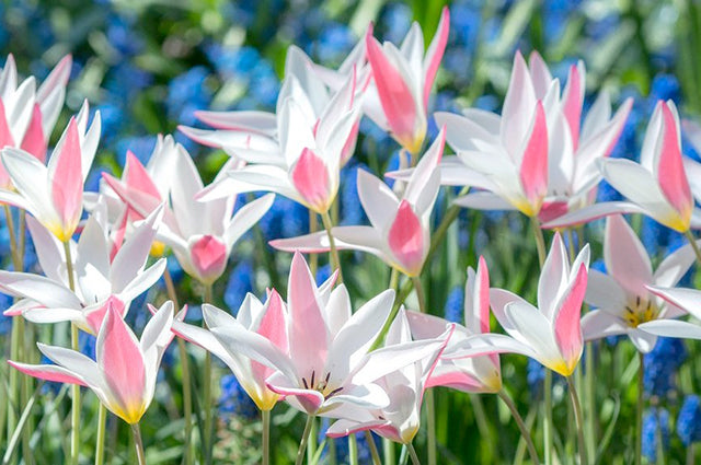 Best naturalising Bulbs for a beautiful English garden | Farmer Gracy