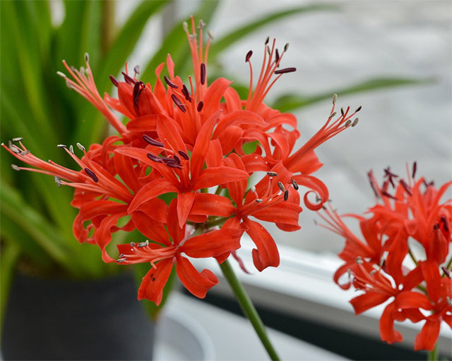 Nerines! All about Nerine Bulbs - Farmer Gracy's Blog