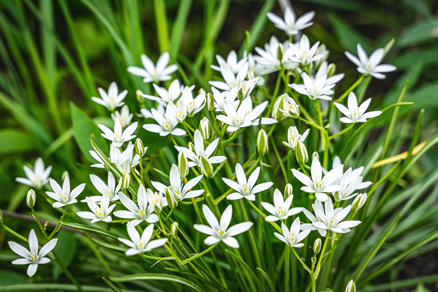Ornithogalum planting instructions / How to plant Ornithogalum bulbs ...