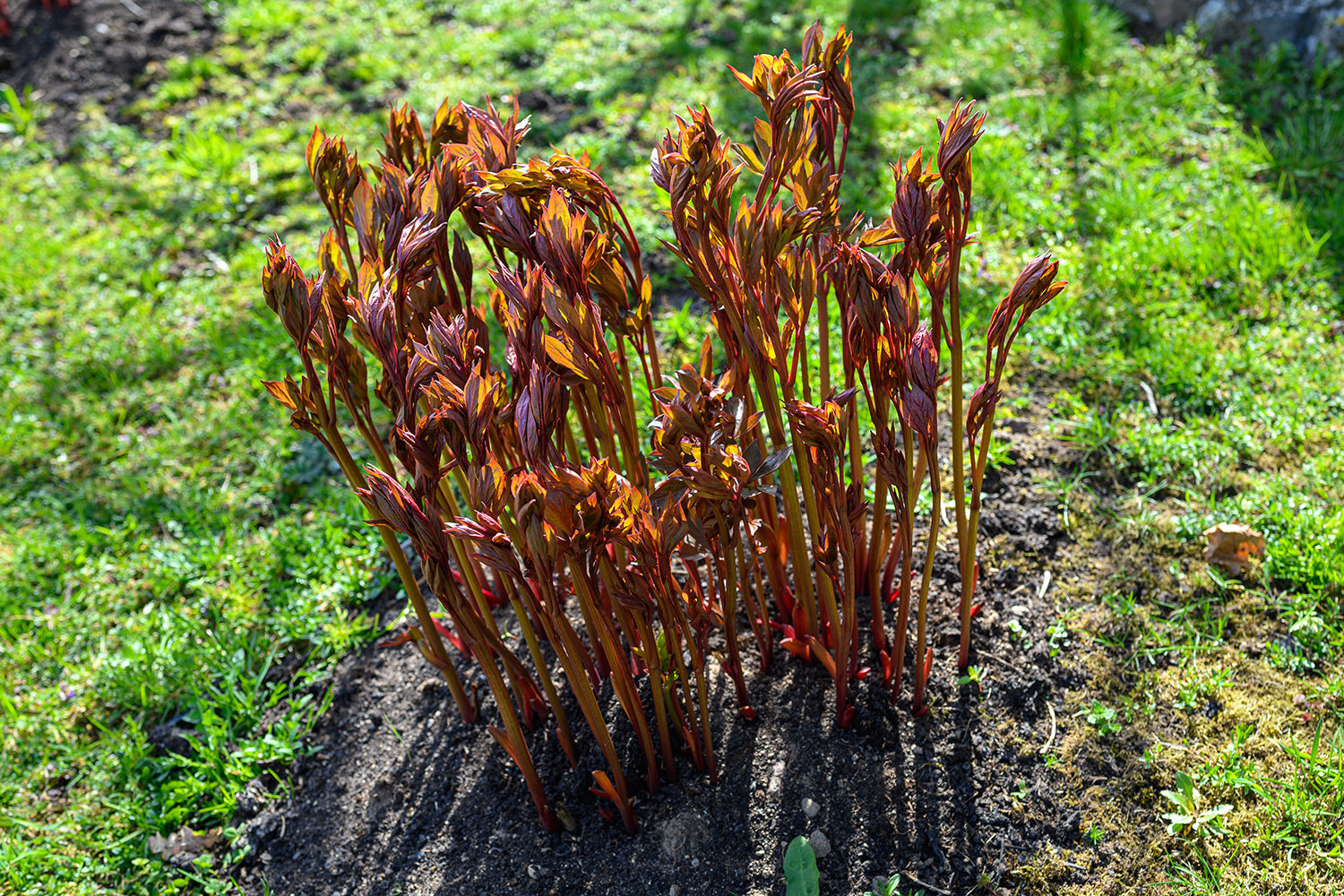 Paeonia planting instructions / How to plant bare root peonies — Farmer ...