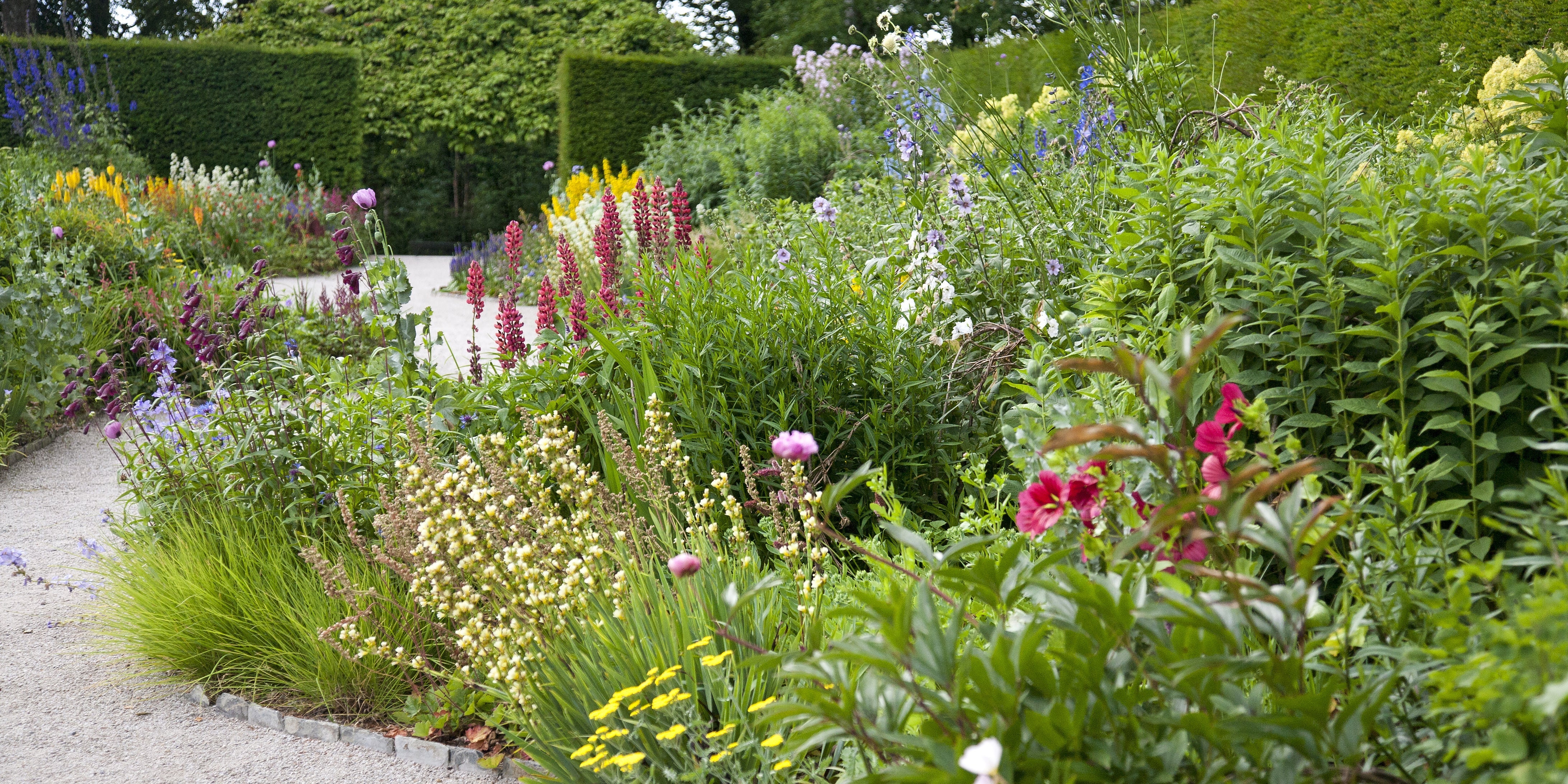 14 perfect perennials to grow in your UK garden — Farmer Gracy UK