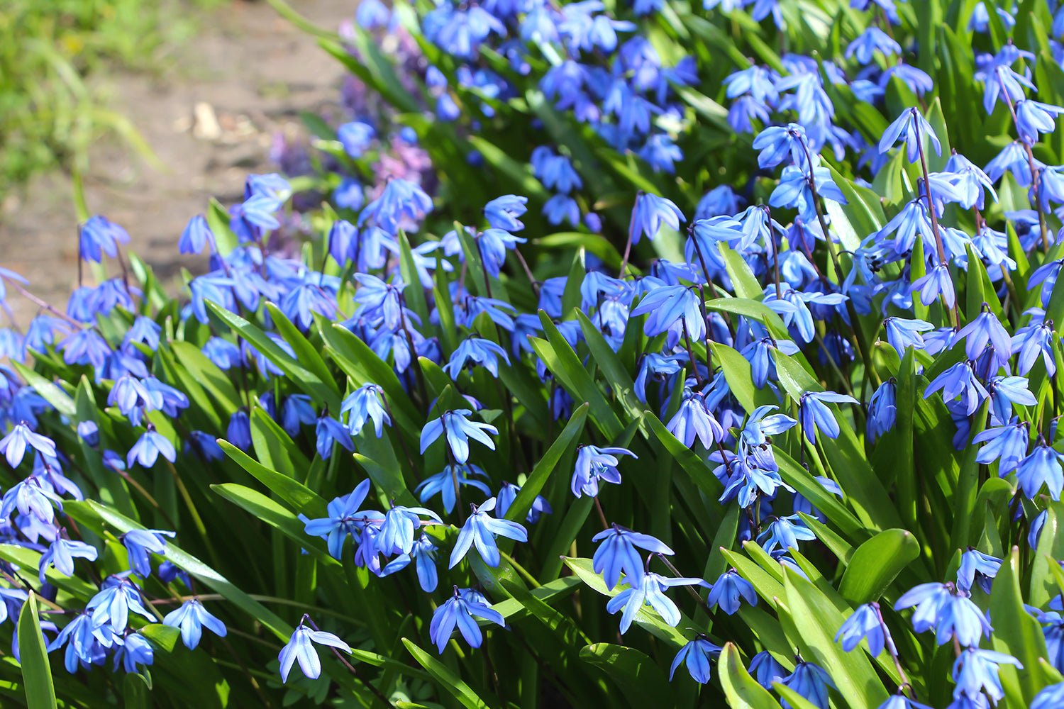 Scilla planting instructions / How to plant Scilla bulbs — Farmer Gracy