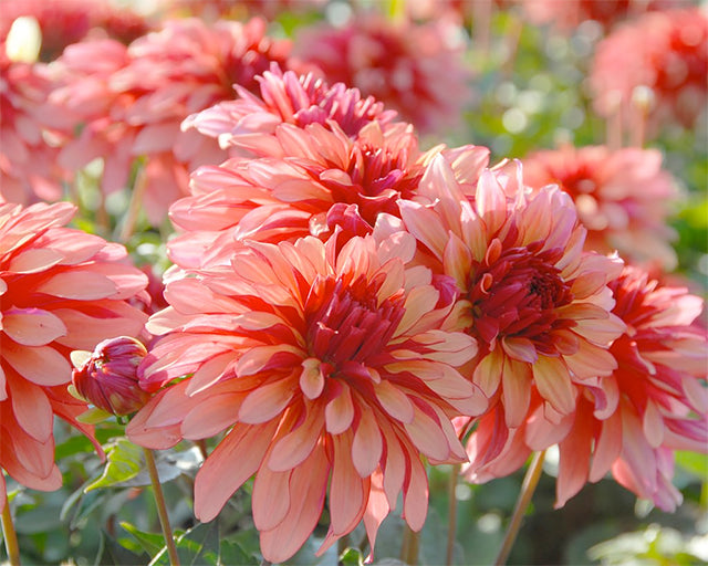 Top 10 Summer Flowering Bulbs to Plant in Spring - Farmer Gracy's Blog