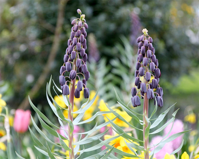 Head for the Heights – Grow Tall Flowers! - Farmer Gracy's Blog