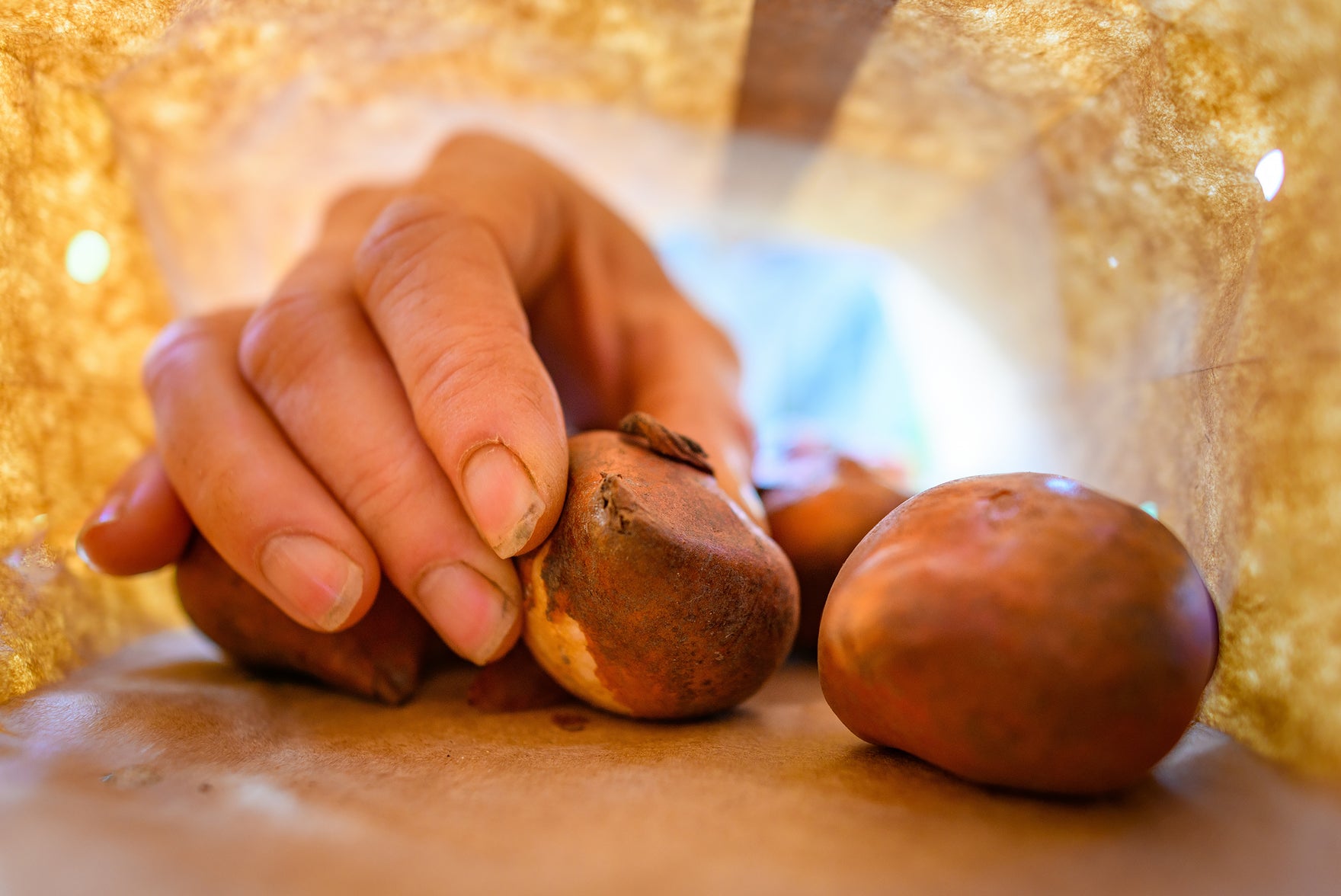 How to store flower bulbs in the UK? 🌰 A complete guide by Farmer Gracy