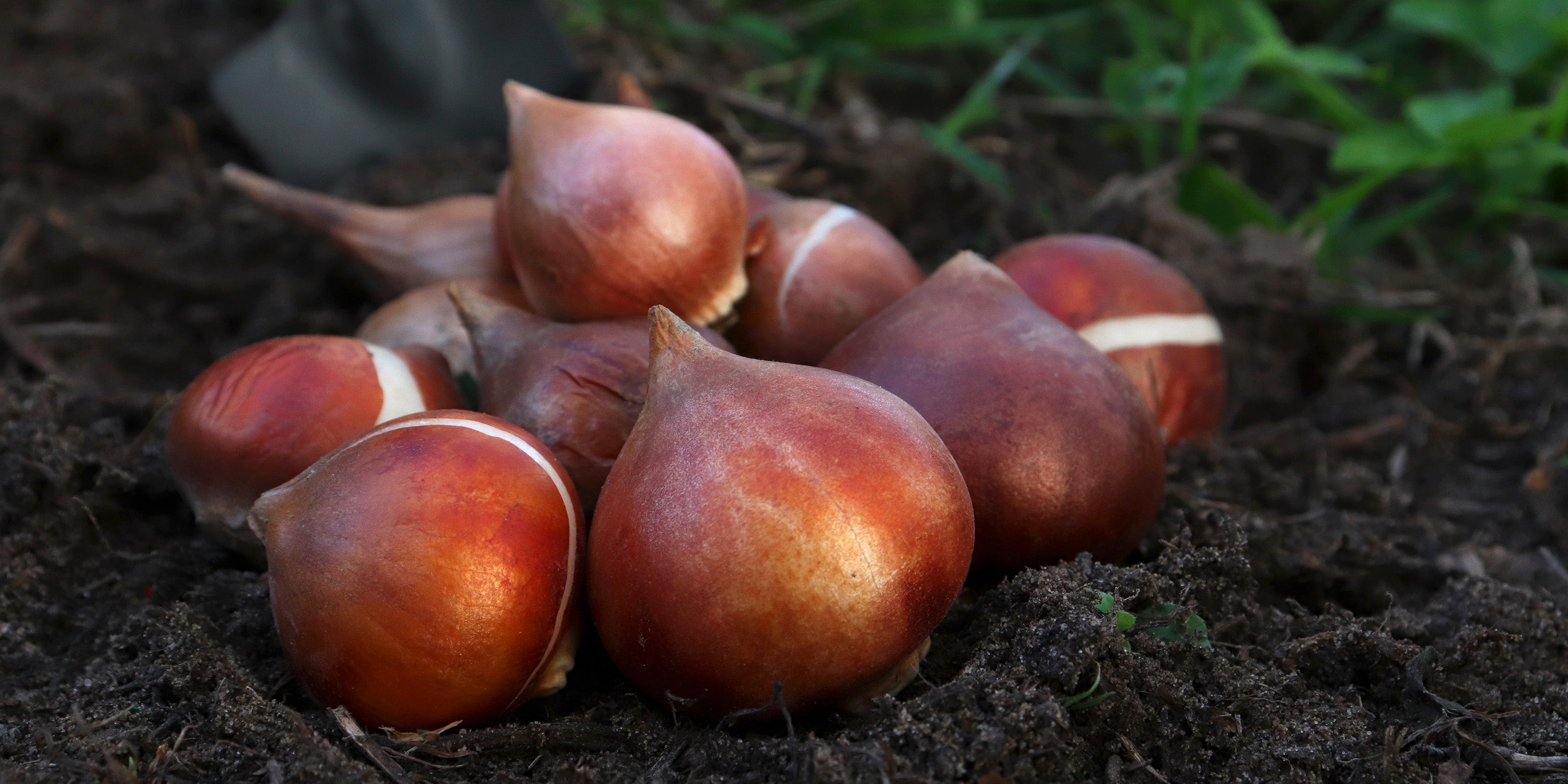 The life cycle of flower bulbs, from dormancy to bloom 🌰🌱🌷 Farmer Gracy