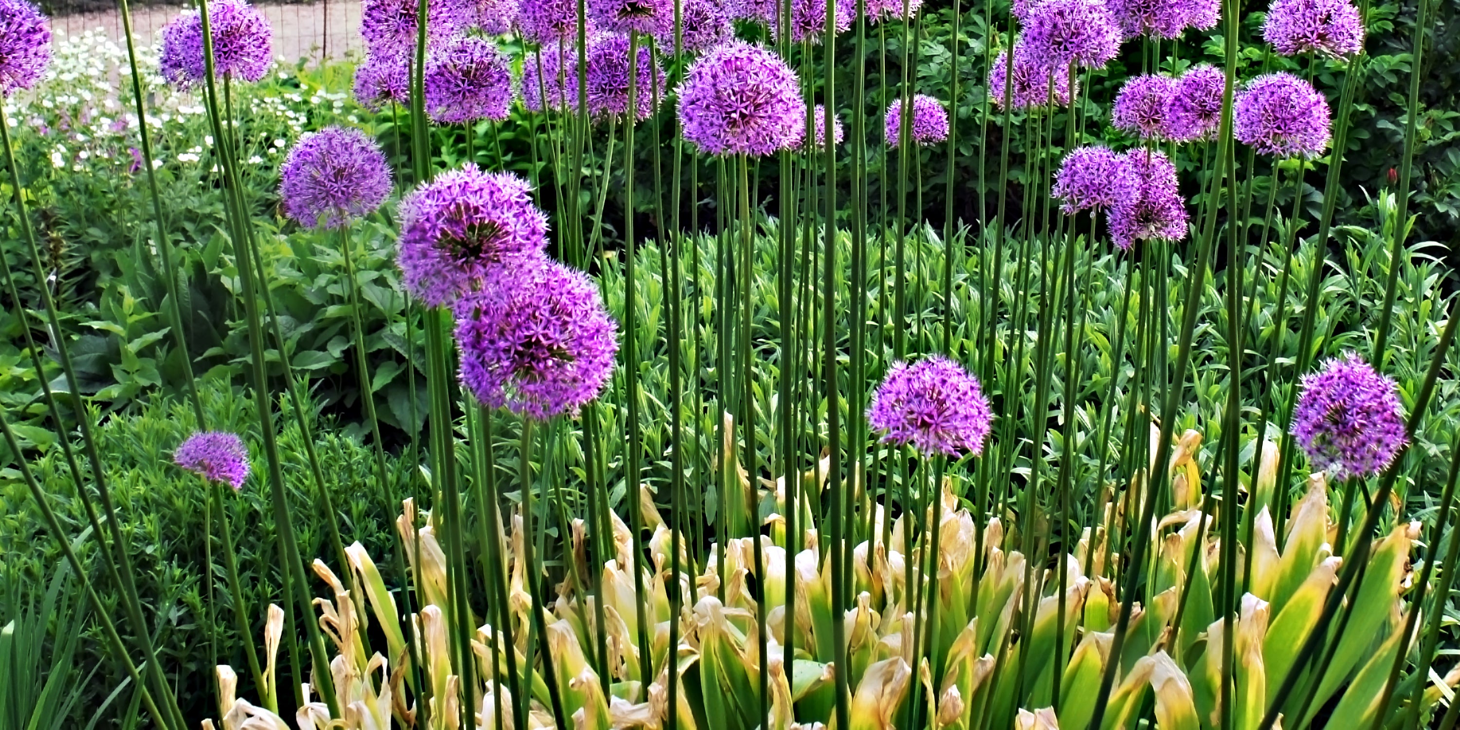 Why do my Allium leaves turn yellow? 👉 How to handle yellowed Allium ...