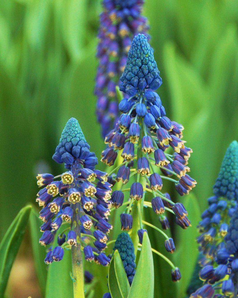 Bellevalia Bulbs — Buy online at Farmer Gracy UK