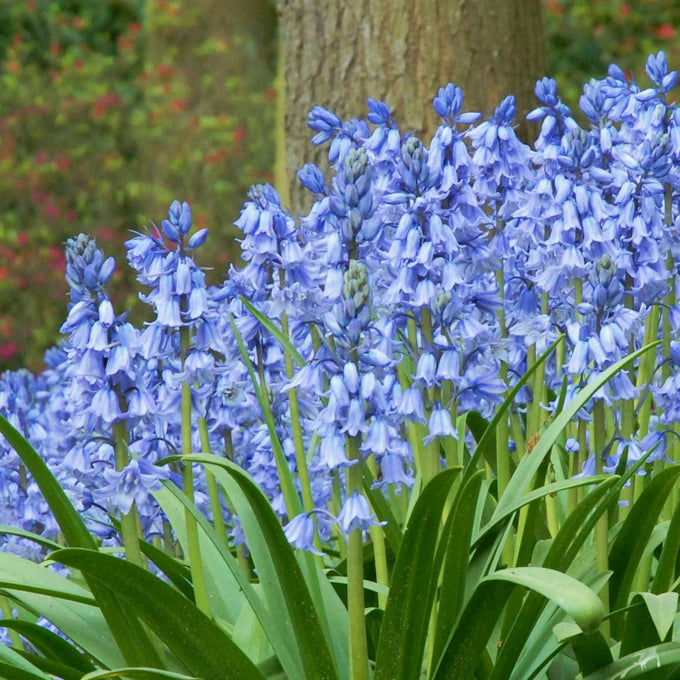 Bluebell Bulbs (Hyacinthoides) — Buy online at Farmer Gracy UK