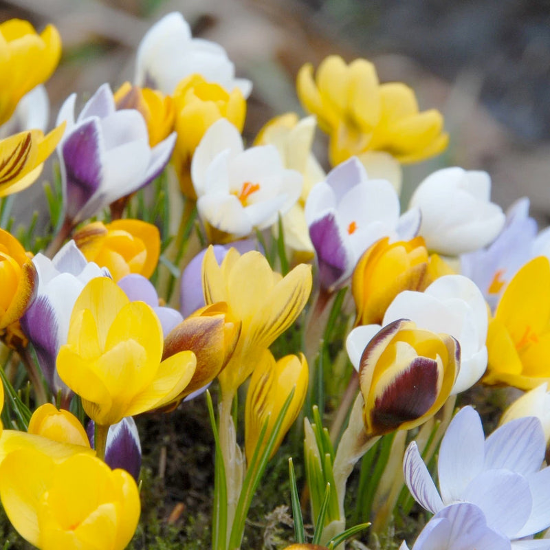 Botanical Crocus Bulbs — Buy online at Farmer Gracy UK