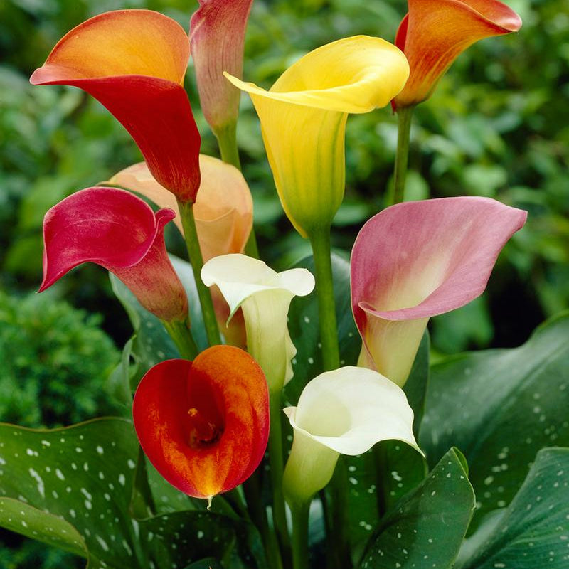 Calla bulbs (Zantedeschia) — Buy callas online at Farmer Gracy uk