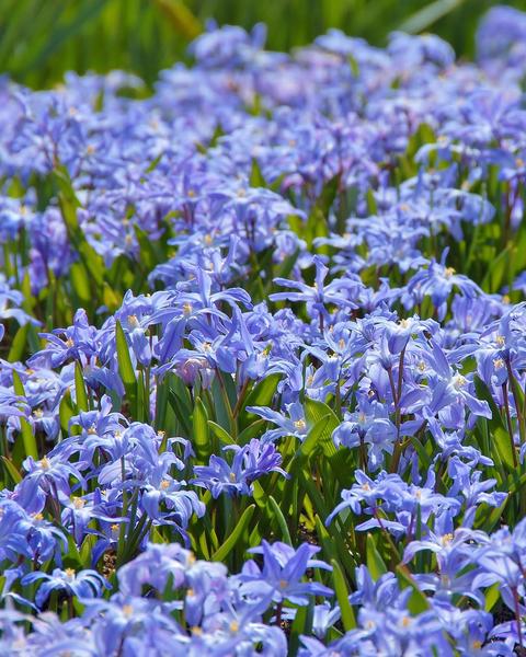 Chionodoxa Bulbs ('Glory of the Snow') — Order online at Farmer Gracy UK