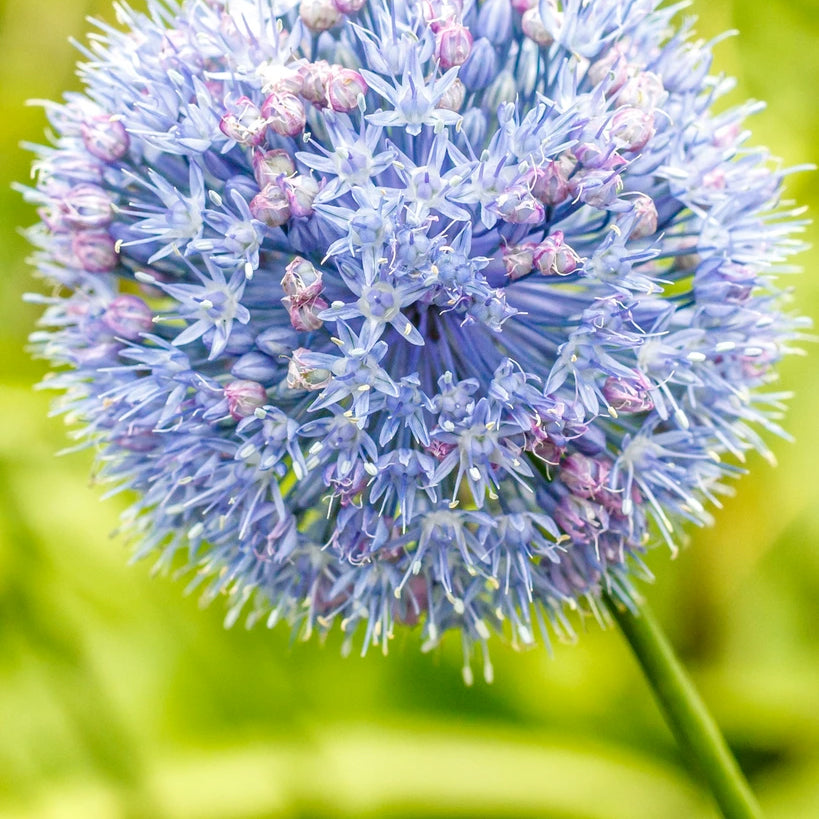 Allium Bulbs | Buy alliums online at Farmer Gracy UK