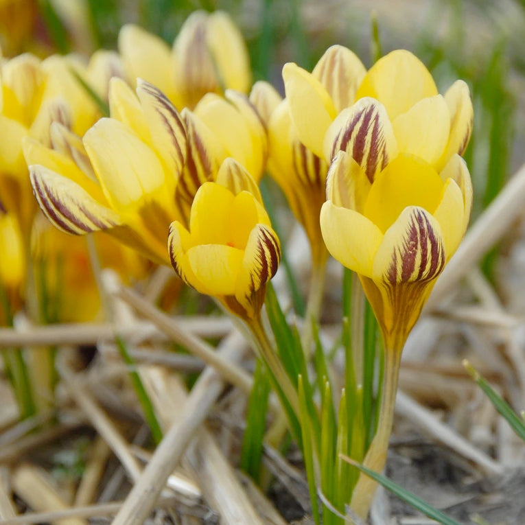 Crocus Bulbs — Buy online at Farmer Gracy UK