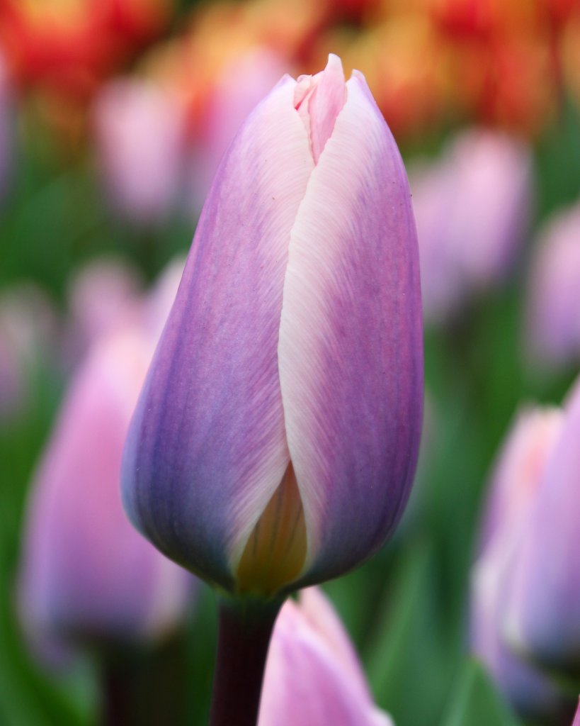 Darwin Hybrid Tulip Bulbs — Buy online at Farmer Gracy UK