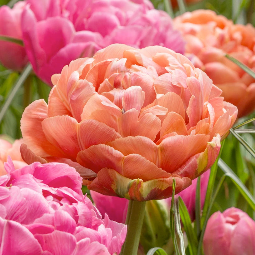 Double Tulip Bulbs — Buy double-flowering tulips online at Farmer Gracy ...
