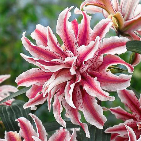 Double Lily Bulbs | Buy online at Farmer Gracy UK
