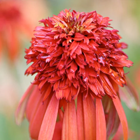 Echinacea bare roots | Buy coneflowers online at Farmer Gracy UK