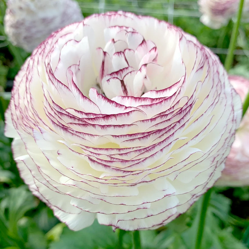 Deluxe bulbs | Rare, unusual & exclusive flower bulbs | Farmer Gracy UK ...