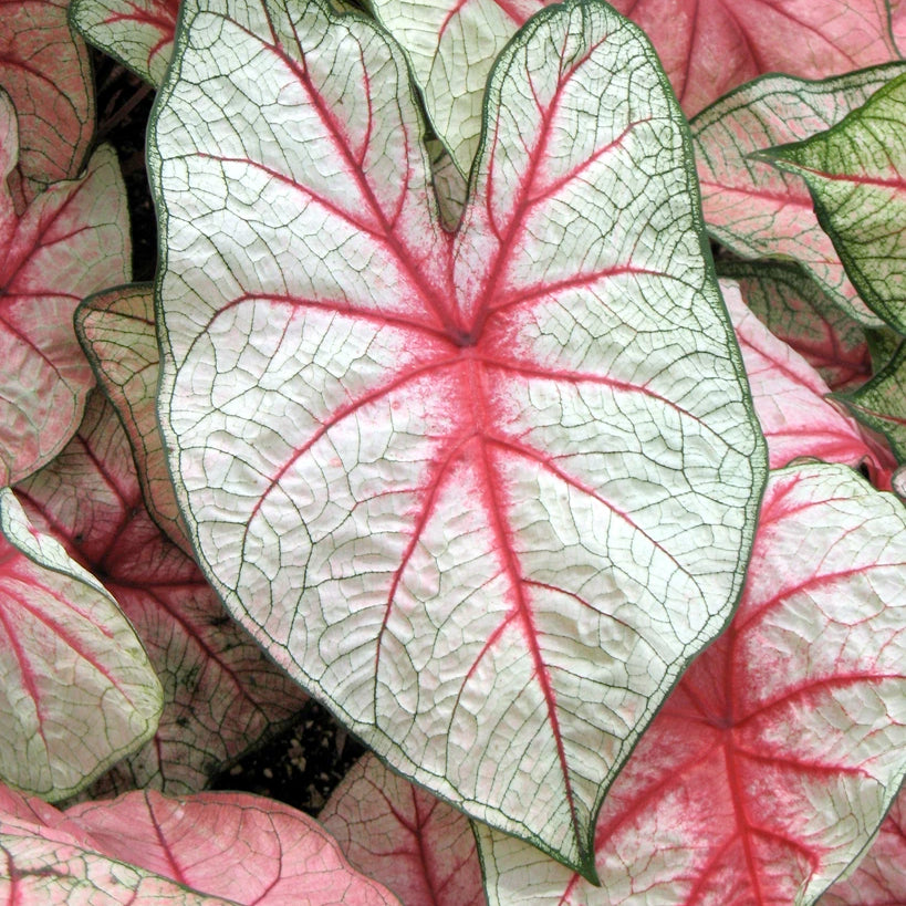 Foliage plants (indoor/outdoor) | Buy online at Farmer Gracy UK