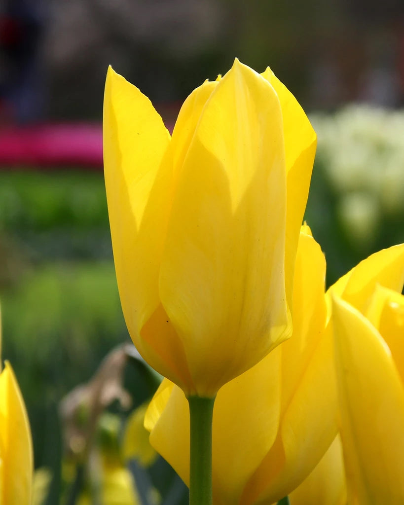 Fosteriana Tulip Bulbs — Buy online at Farmer Gracy UK