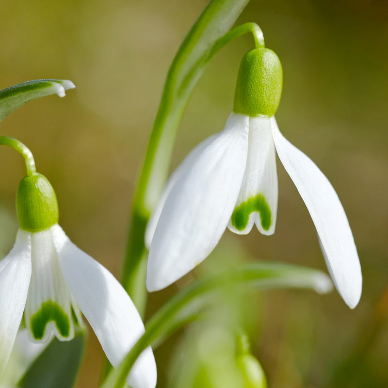 Snowdrop Bulbs (Galanthus) — Buy online at Farmer Gracy UK