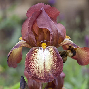 Bearded Iris (Iris germanica) Bare Roots — Buy online at Farmer Gracy ...