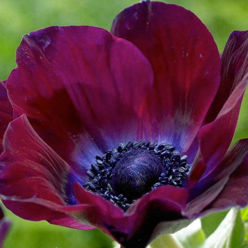 Italian Mistral® Anemones — Buy online at Farmer Gracy UK