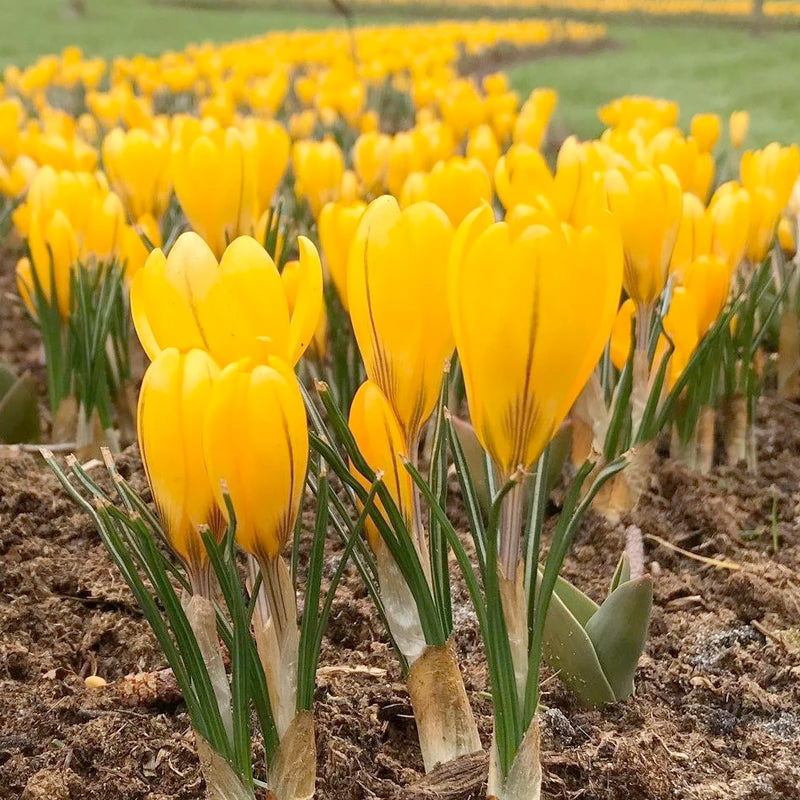 Large-Flowering Crocus Bulbs — Buy online at Farmer Gracy UK